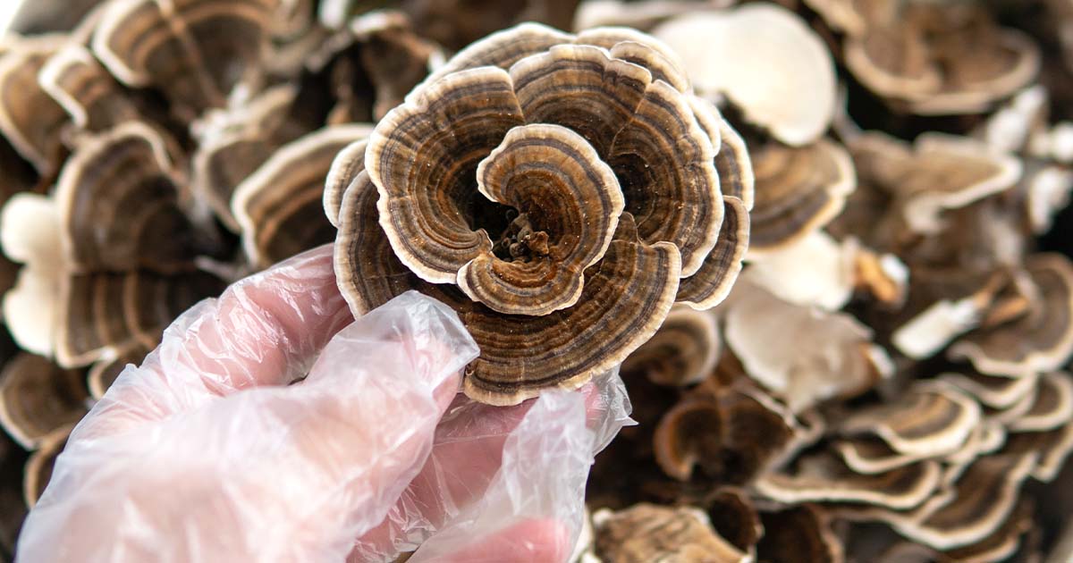 The Shroom Shop – TheShroomShop